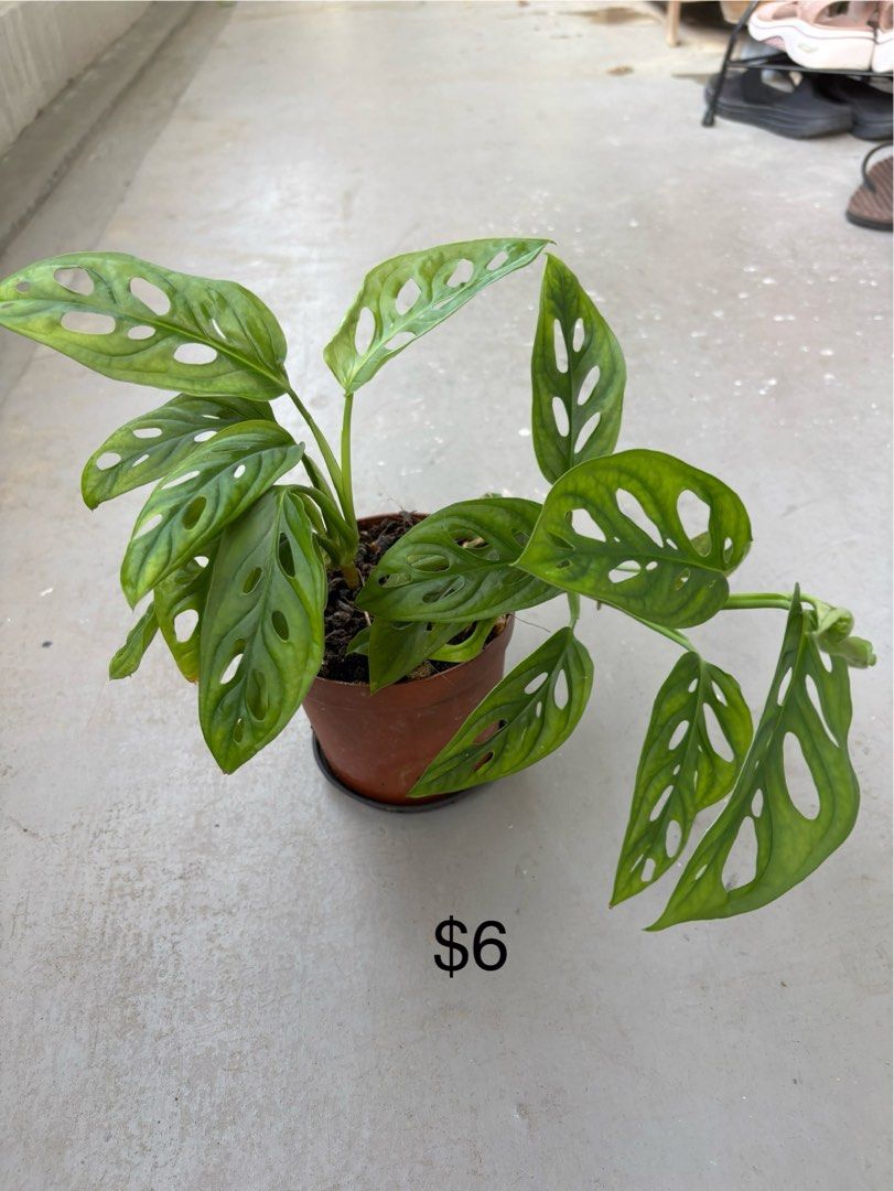 Organic indoor plant, Furniture & Home Living, Gardening, Plants ...