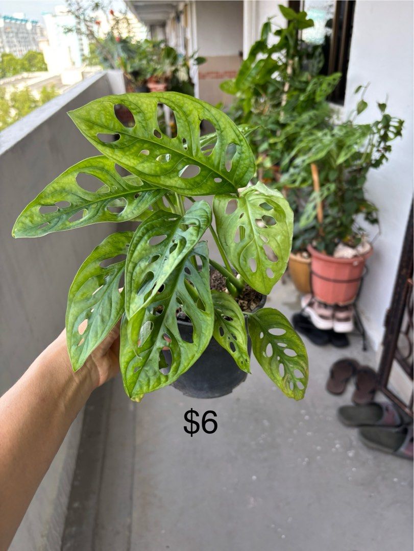 Organic indoor plant, Furniture & Home Living, Gardening, Plants ...