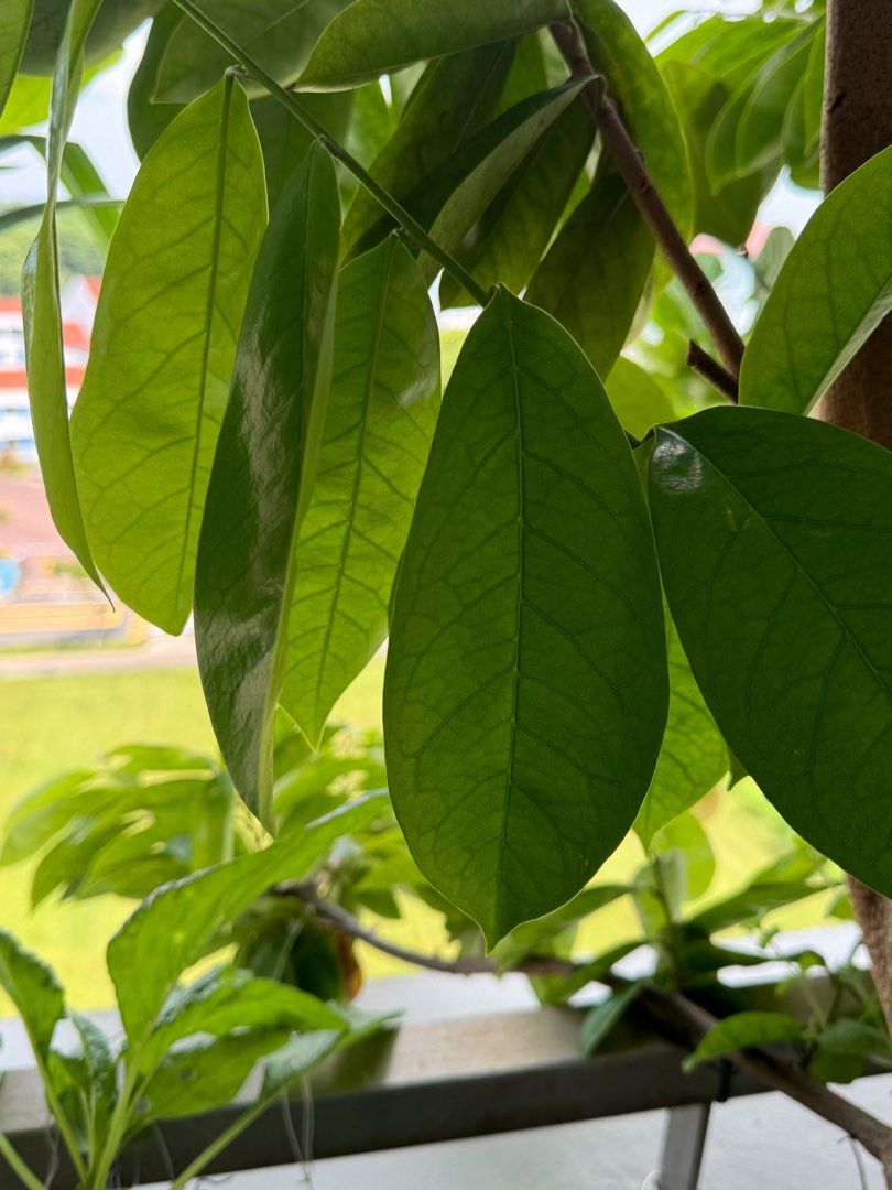 Soursop plant leaves, Furniture & Home Living, Gardening, Plants ...