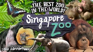 Singapore Zoo Tickets, Tickets & Vouchers, Local Attractions ...