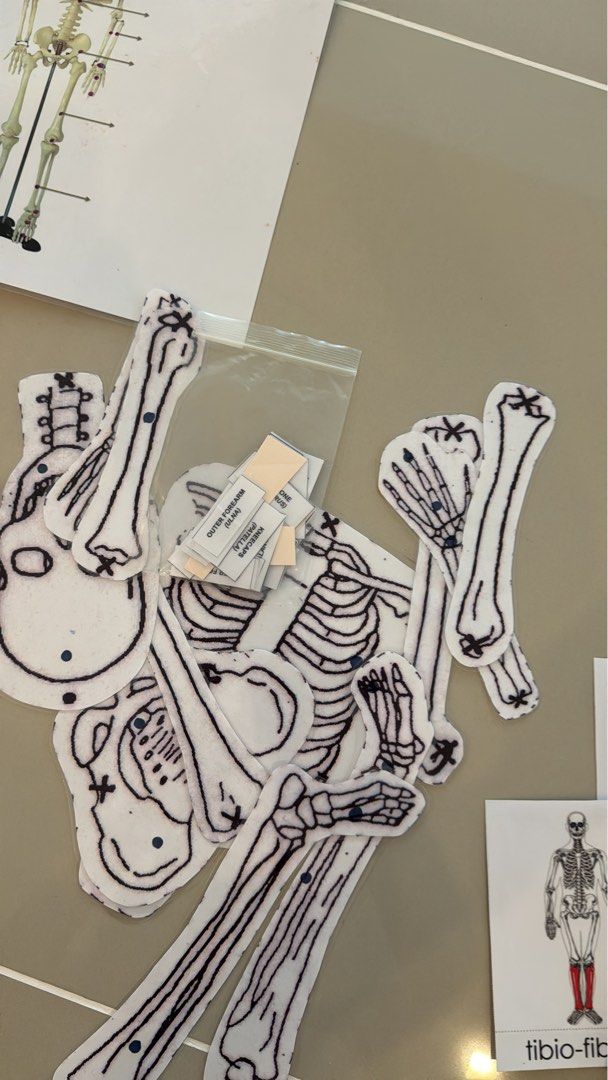 Montessori Anatomy Learning Set - Human Body Parts, Hobbies & Toys ...