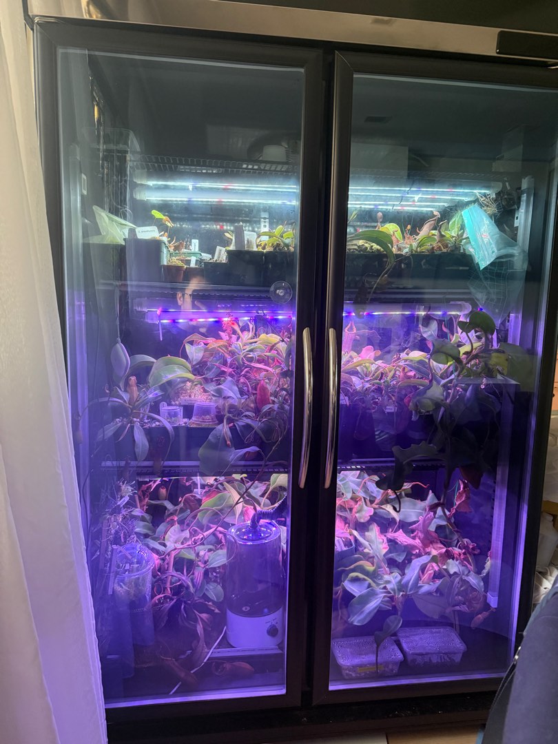Highland Carnivorous Plant fridge with LED Lights, Furniture & Home ...