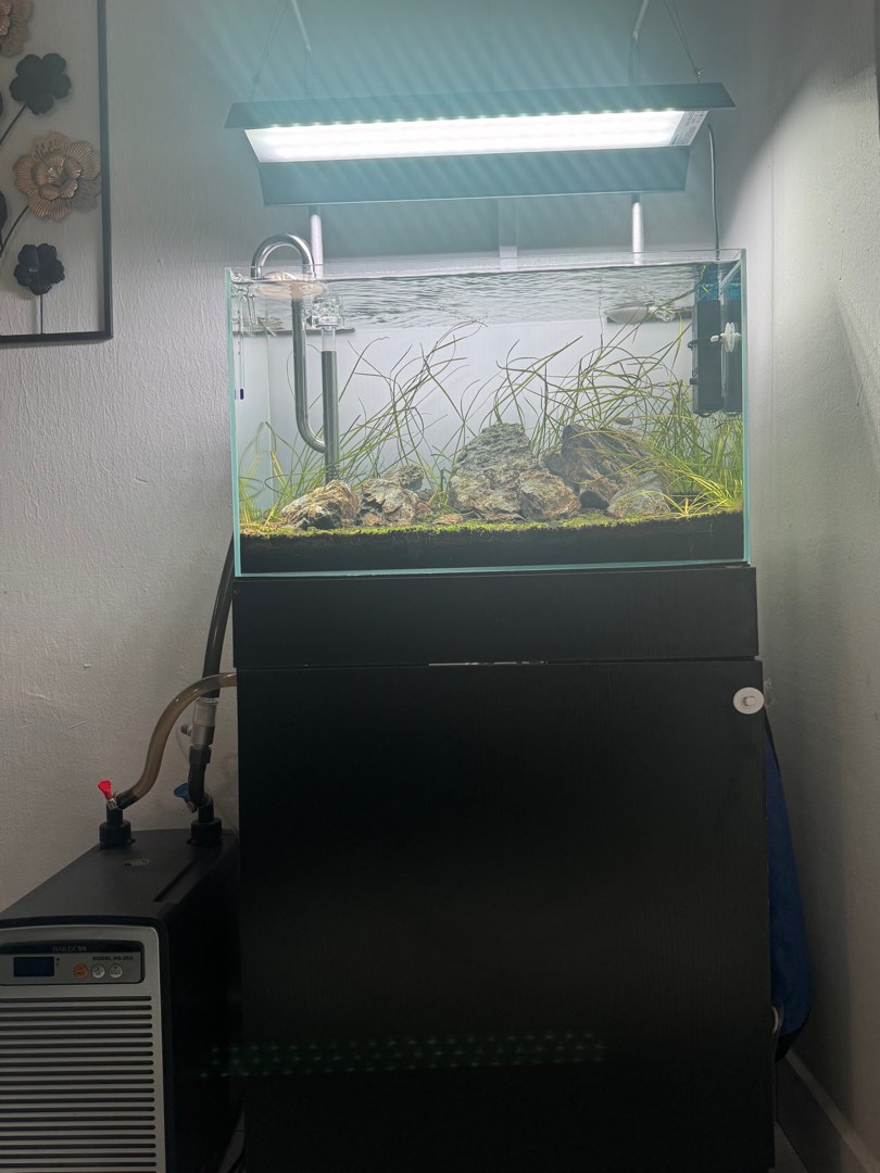 AQUARIUM FULL CC GLASS, Pet Supplies, Homes & Other Pet Accessories on ...