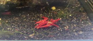 selling Snowball/Blue jelly shrimps, Amano shrimp, some tiny red snails ...