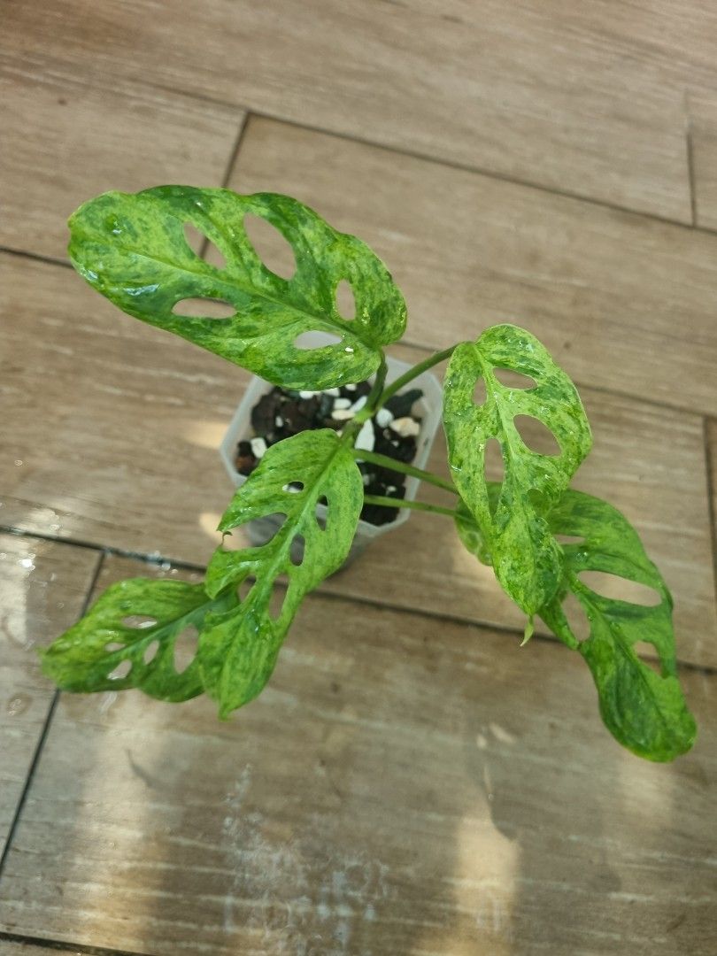Monstera Adansonii Mottled, Furniture & Home Living, Gardening, Plants ...