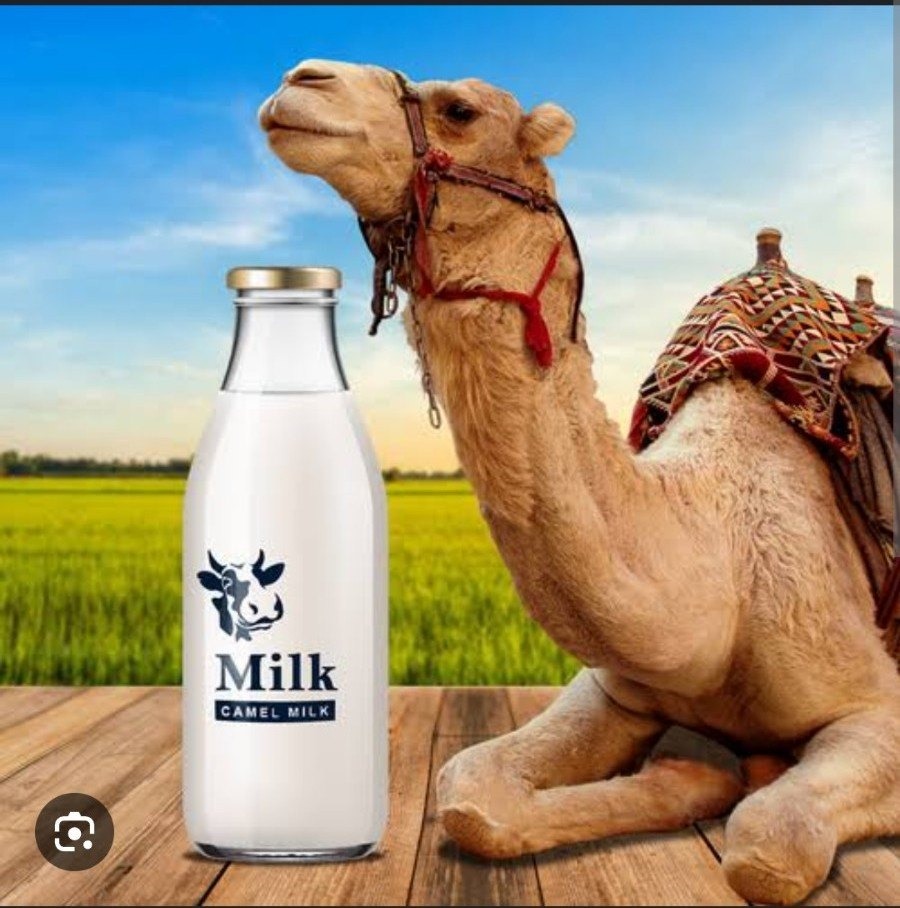 Seeks Channel Sales Distributors For Camel Milk Urgently on Carousell