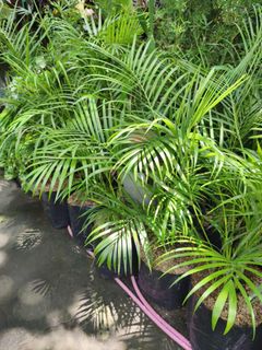 dwarf palmera - View all dwarf palmera ads in Carousell Philippines