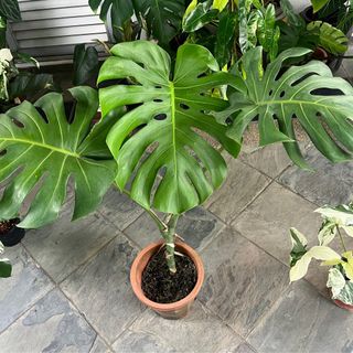 Monstera Deliciosa 130cm Tall Big Large Mature Size Leaves Triple ...