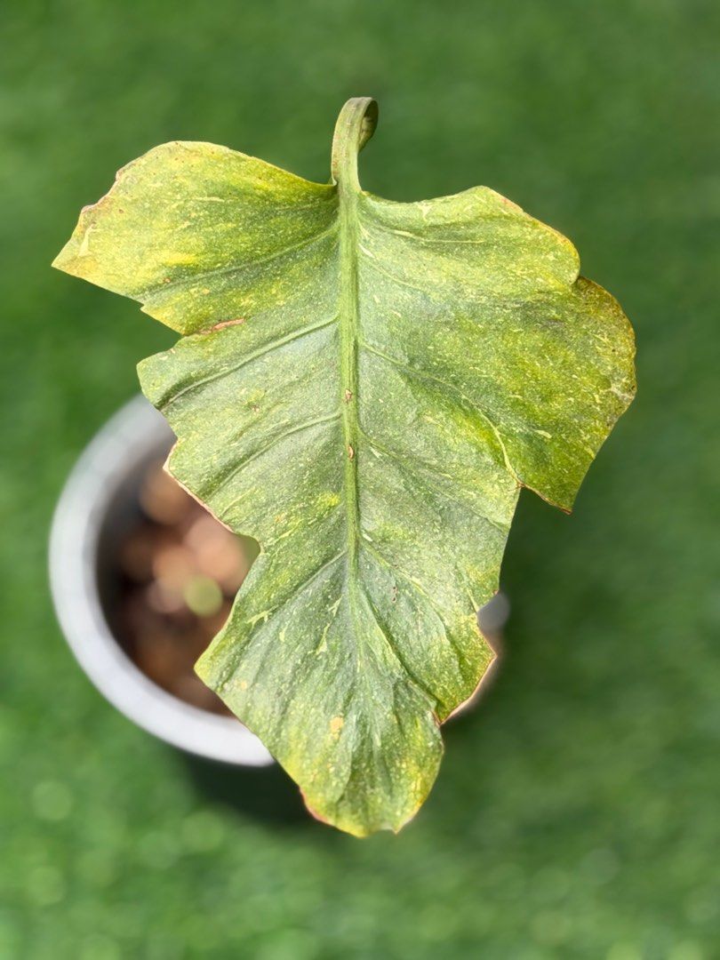Monstera Blue Stone Variegated - 1 leaf with shoot, Furniture & Home ...