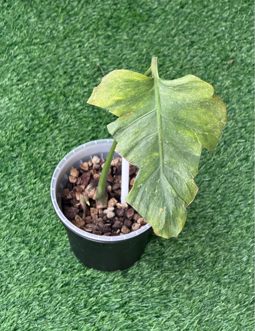 Monstera Blue Stone Variegated - 1 leaf with shoot, Furniture & Home ...