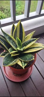 Dracaena masoniana variegata (Variegated Whale Fin Snake Plant ...