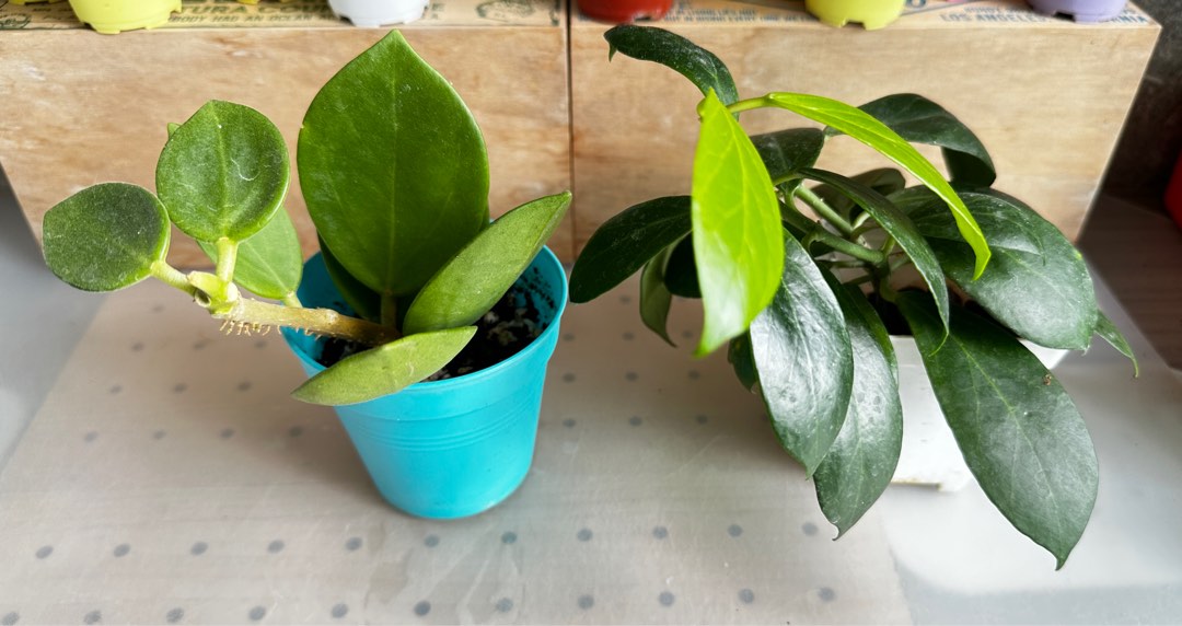Asst hoyas, Furniture & Home Living, Gardening, Plants & Seeds on Carousell