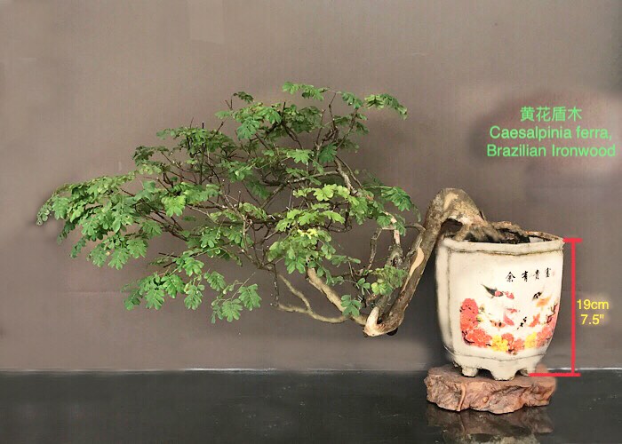 Bonsai Brazilian Ironwood, Leopard Tree黄花盾木 , Caesalpinia ferra, Furniture & Home Living ...