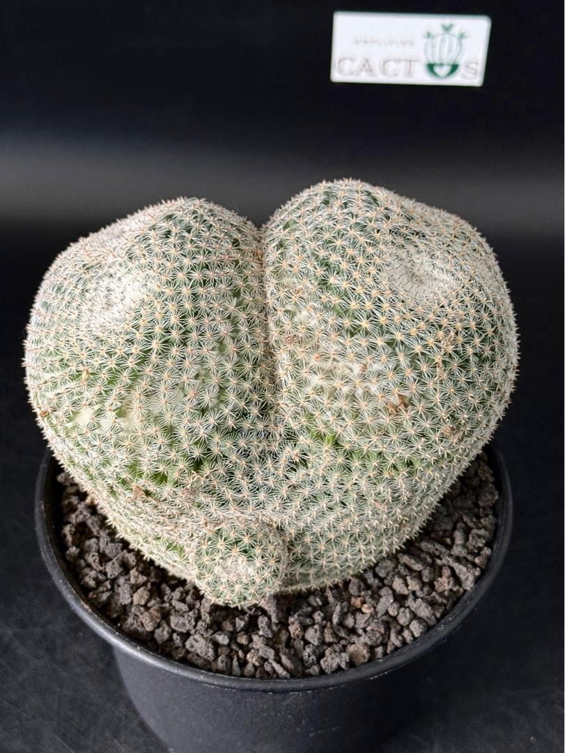 Mammillaria Microthele Seedling Cactus Succulent, Furniture & Home ...