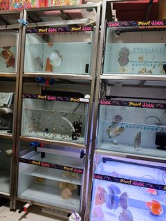 Caridina Tank Boa/Orange Boa Culls, Pet Supplies, Homes & Other Pet ...