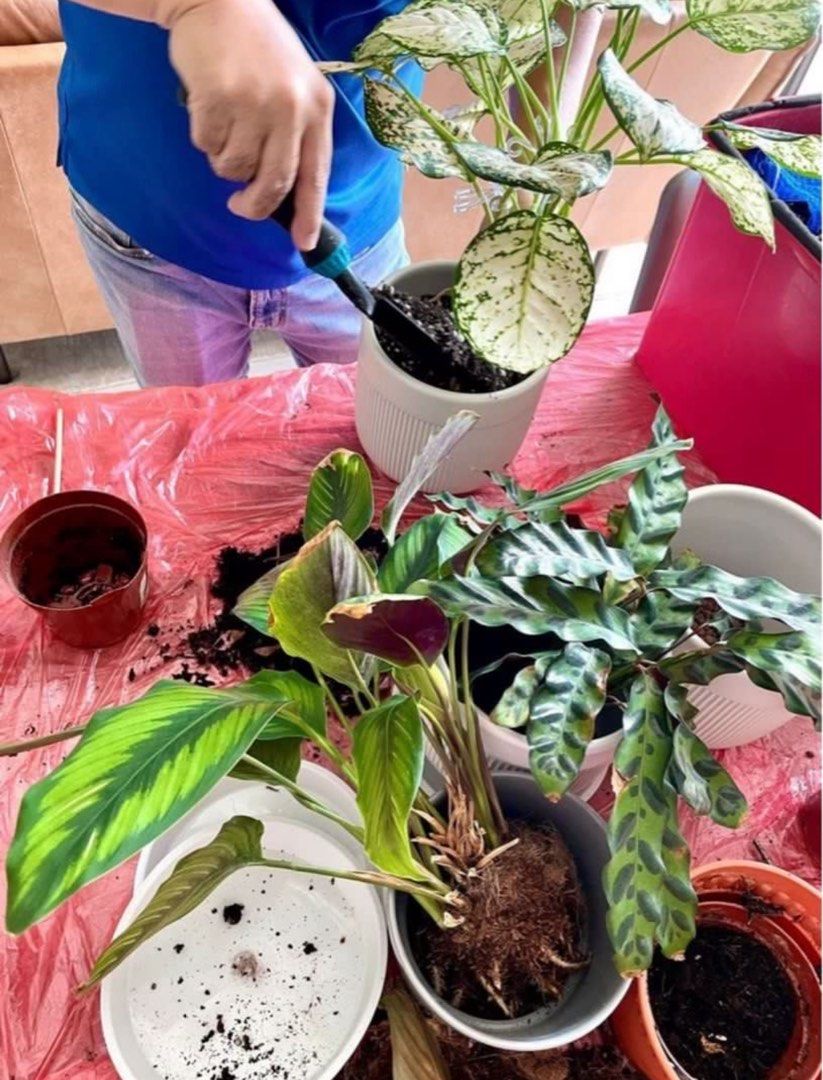 Home Indoor Plant Repotting Services, Furniture & Home Living ...