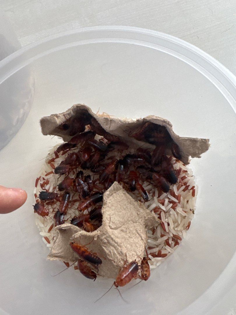 Live red runner roaches colony’s , Pet Supplies, Homes & Other Pet ...