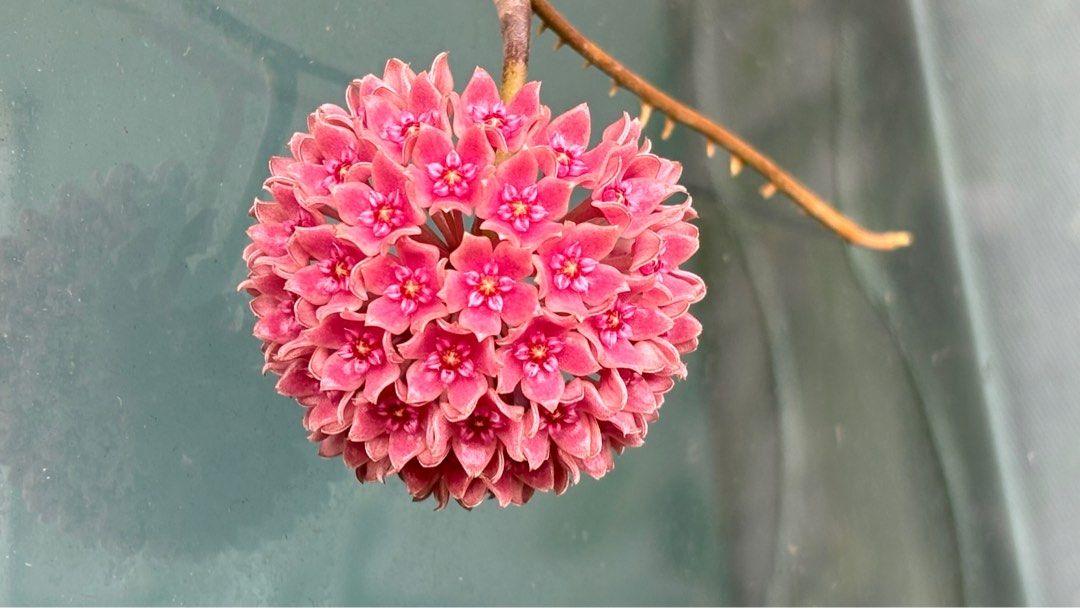 Hoya hanhiae violet ( rare), Furniture & Home Living, Gardening, Plants ...