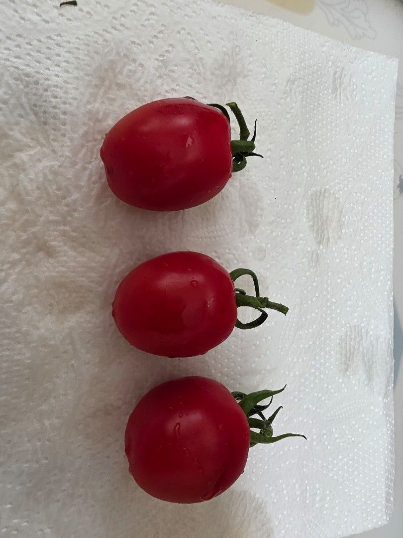 Strawberry tomato plant in paper cups. Can be potted into big pot directly., Furniture & Home ...