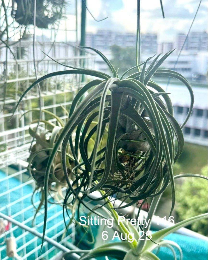 Tillandsia / Airplant - Sitting Prettt, Furniture & Home Living ...