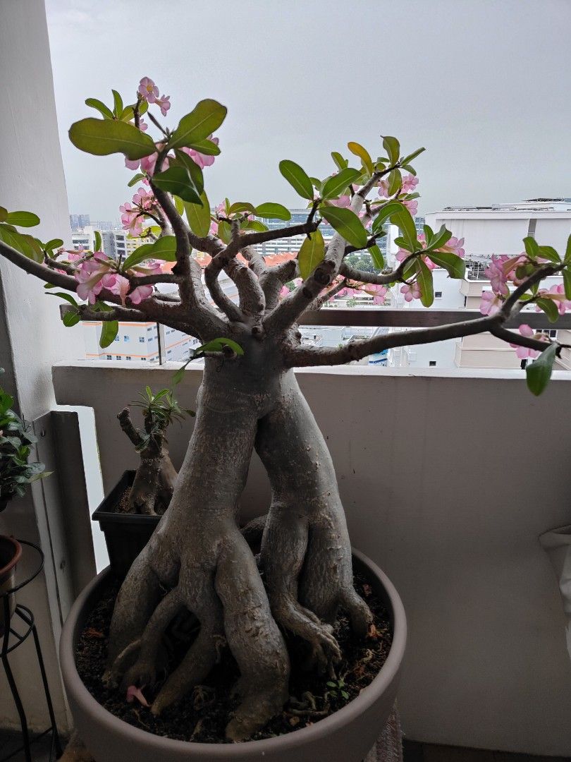 Exquisite Root Trained Origin Socrotranum, Furniture & Home Living ...
