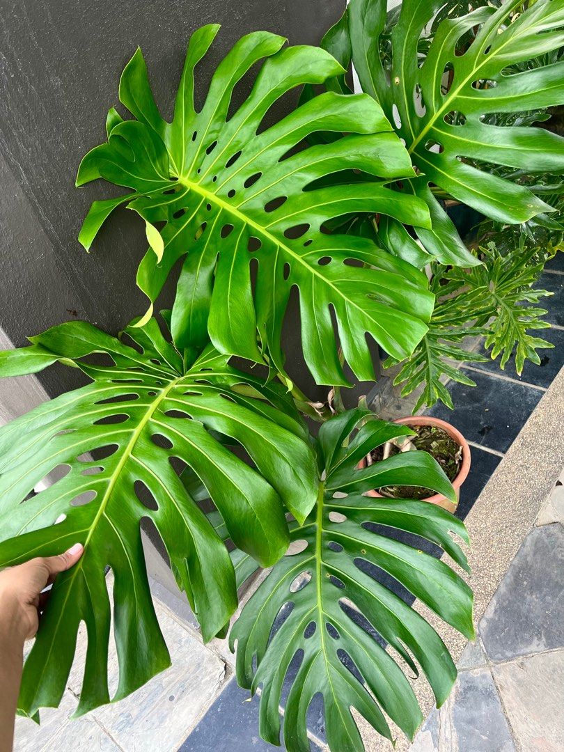 Monstera Deliciosa 130cm Tall Big Large Mature Size Leaves Triple ...