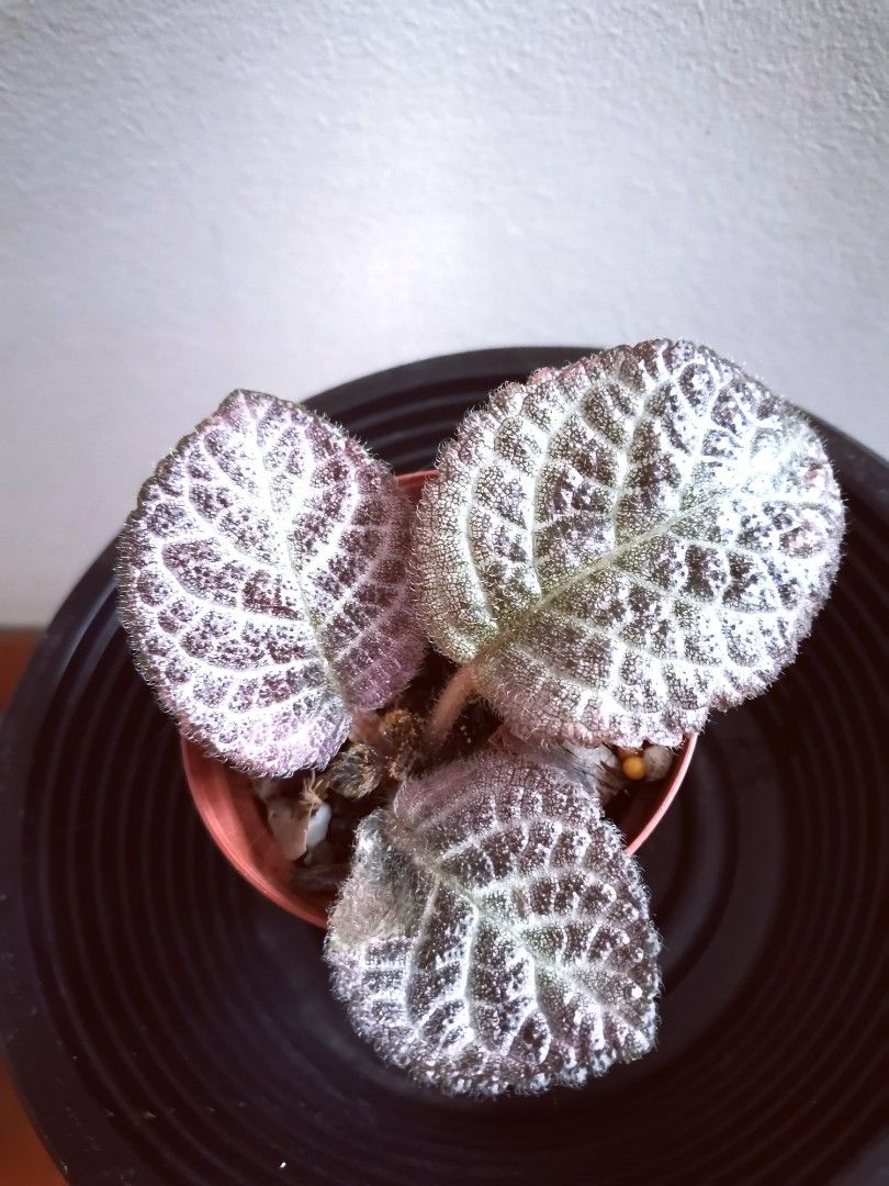Rare! Episcia Little Pom Pom, Furniture & Home Living, Gardening ...