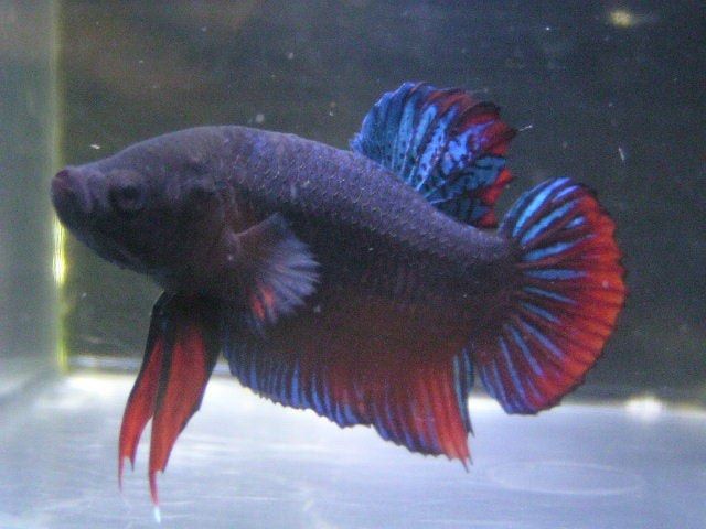 Betta Ikan Laga AOC for SALE!, Pet Supplies, Homes & Other Pet ...