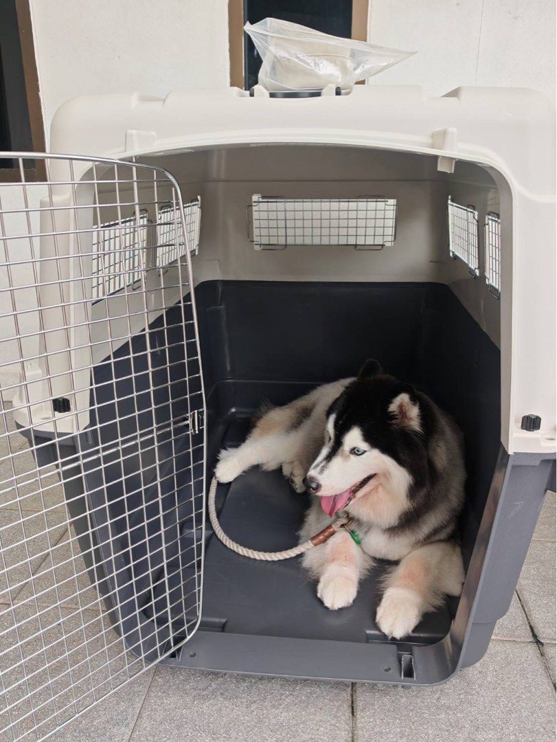 Xtra Large Pet Crate- Airline Approved, Pet Supplies, Homes & Other Pet ...