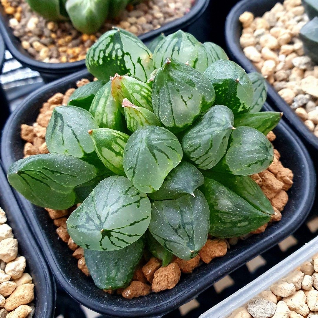 Haworthia Hybrid 'Lady Yang' mutated fascicled, rooted in 7.2cm potting ...