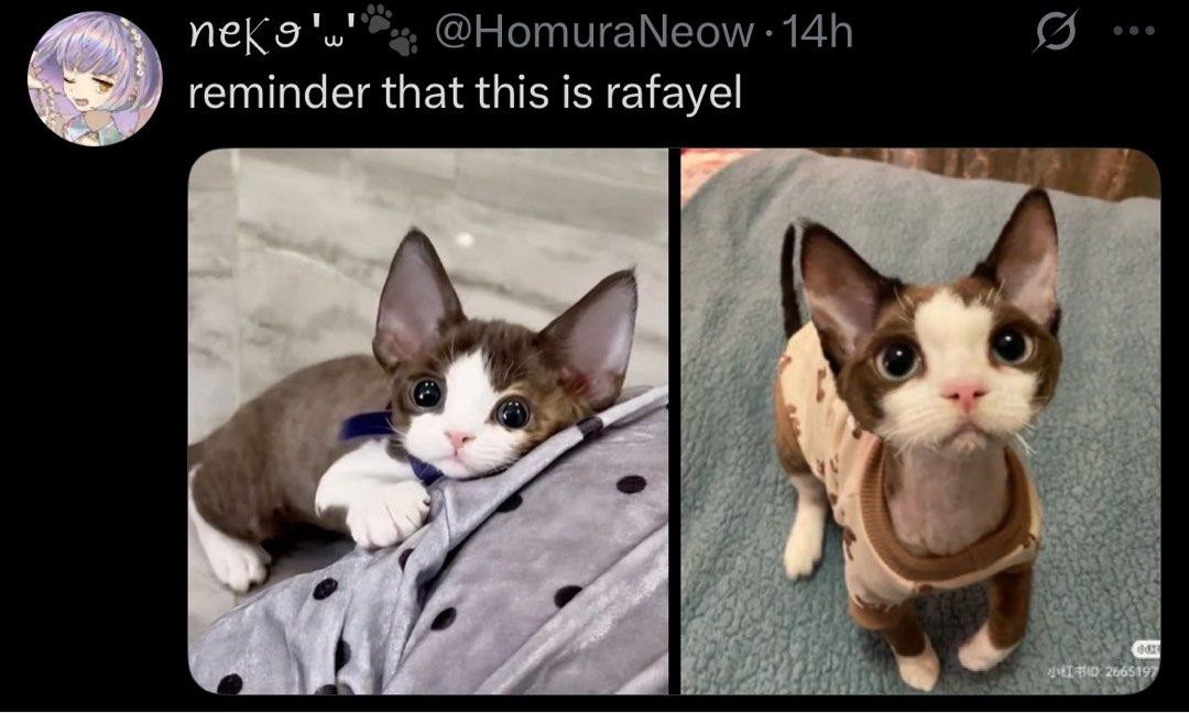 LADS, Demon Slayer, MHA, KNY, Boku No Hero Academia, My hero academia ...