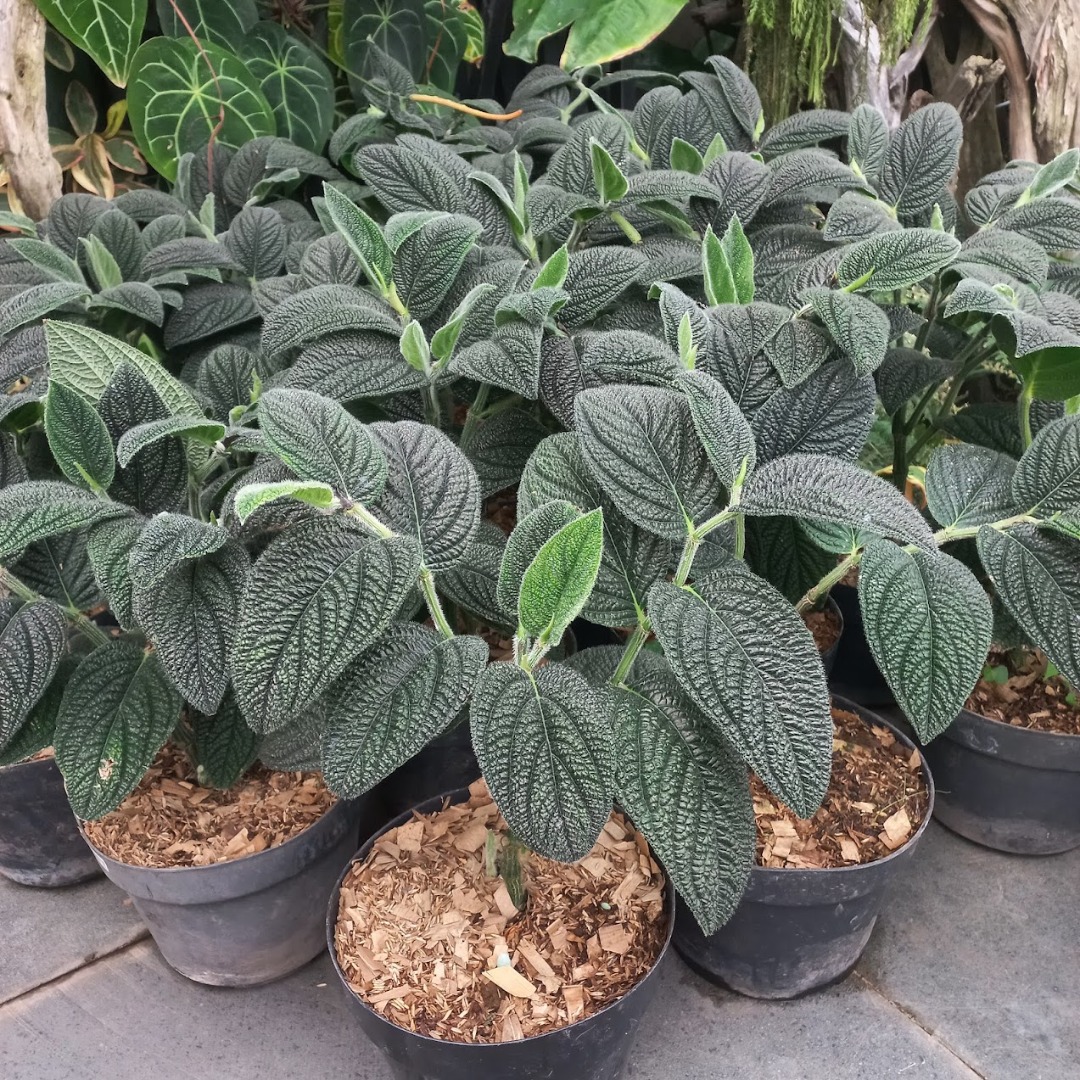 Piper Parmatum ‘Morona Santiago’ – Exotic, Lustrous, Feathery Foliage ...