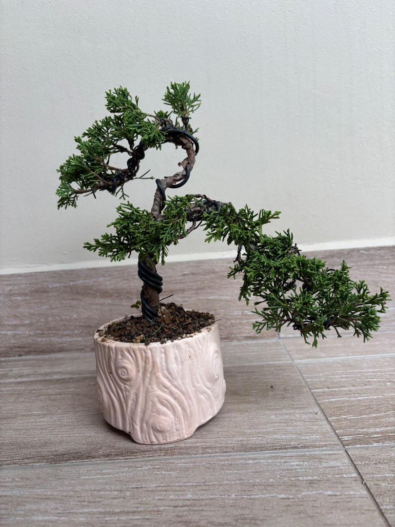 (26cm x 23cm) Japanese Juniperus Chinensis bonsai @ lindaaa, Furniture ...