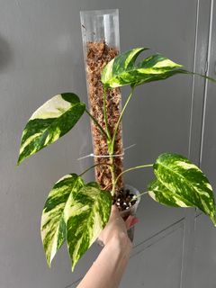 Epipremnum pinnatum aurea, Furniture & Home Living, Gardening, Plants ...