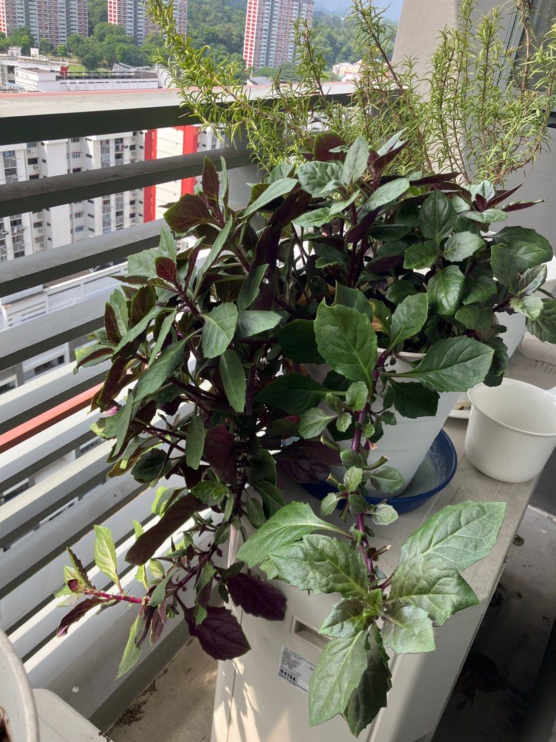 Japanese Okinawa Spinach - Organic, Furniture & Home Living, Gardening ...
