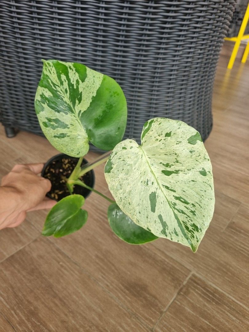 Monstera Vietciosa (Rare), Furniture & Home Living, Gardening, Plants ...