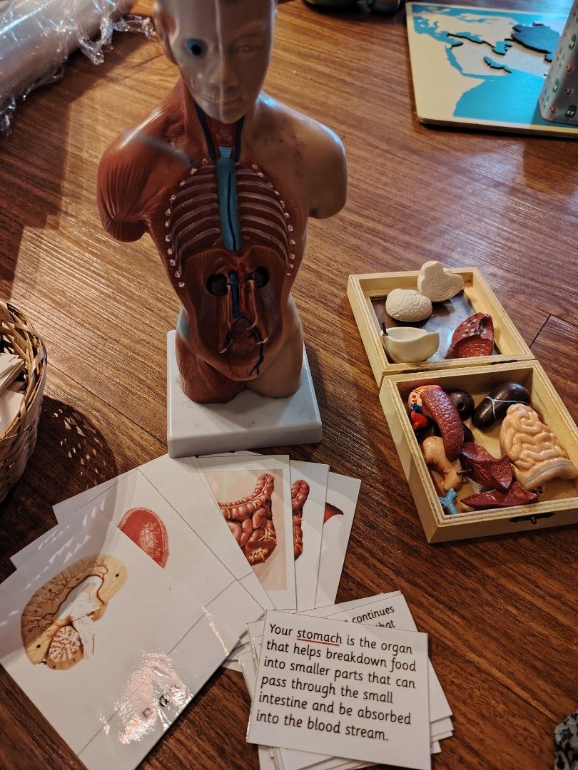 Montessori Human Body Anatomy Model with Organs, Hobbies & Toys ...