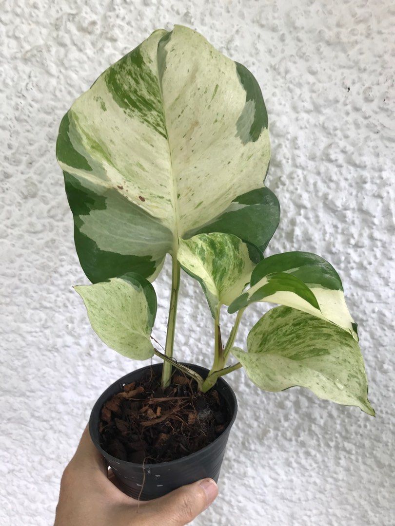 Pothos Njoy, Furniture & Home Living, Gardening, Plants & Seeds on ...