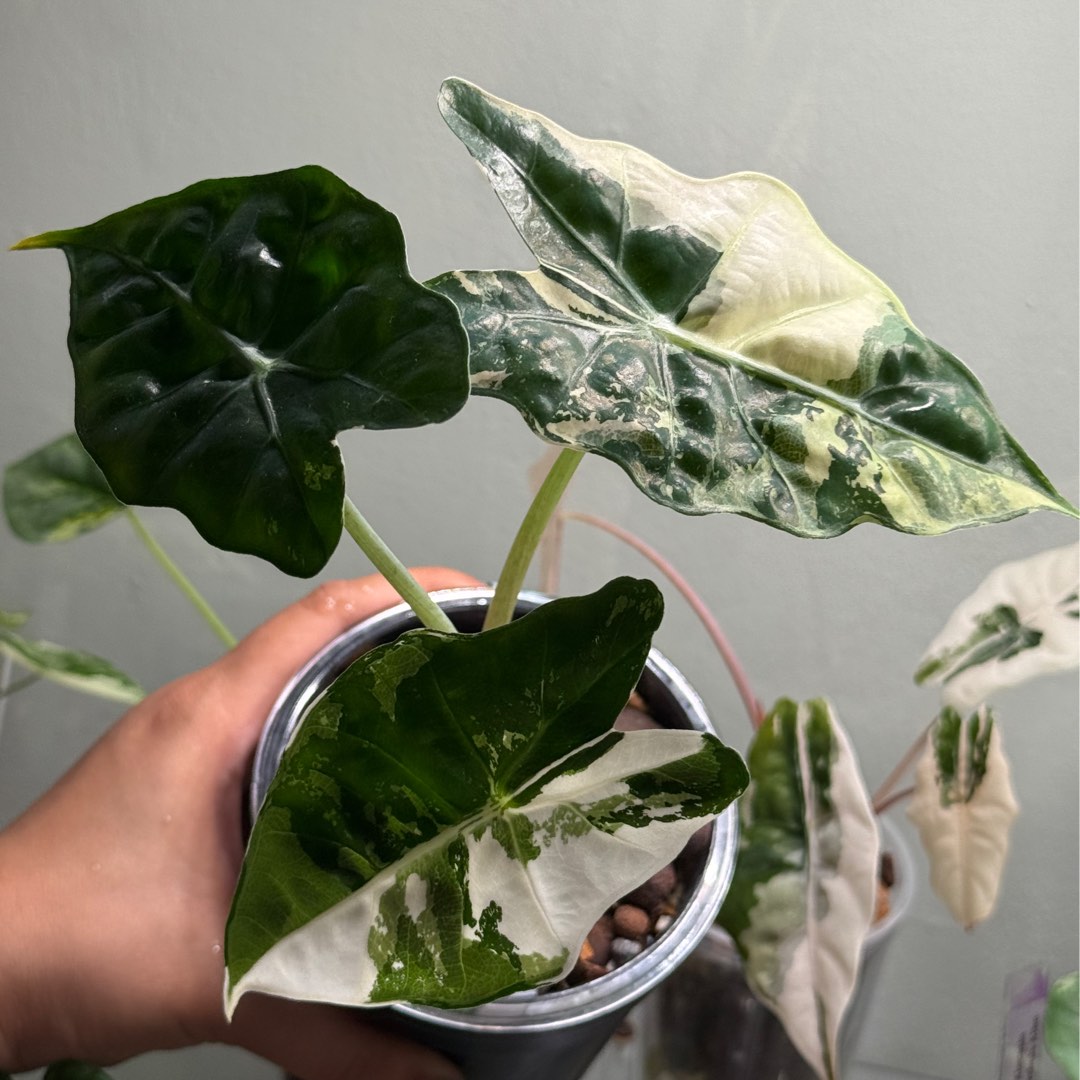 Alocasia Polly pink round form variegated, Furniture & Home Living ...