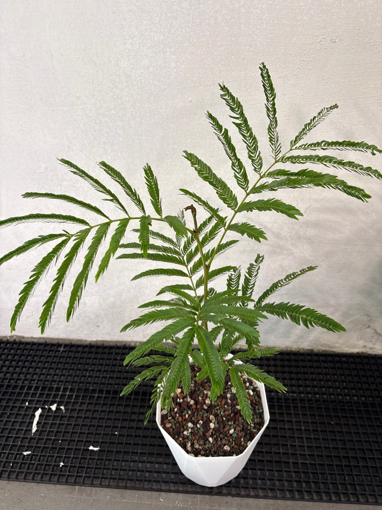 Everfresh Plant 2ft in white pot, Furniture & Home Living, Gardening ...