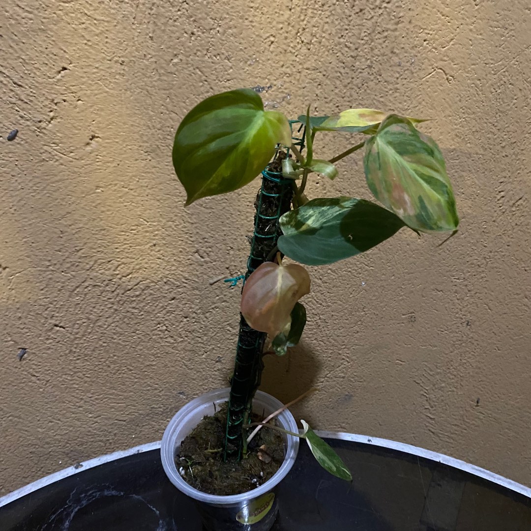 Ferrari micans (variegated), Furniture & Home Living, Gardening, Plants ...
