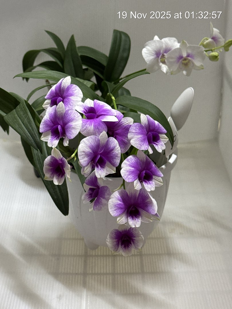 Orchid mini Dendrobium Orchid Plant (UP $25), Furniture & Home Living ...