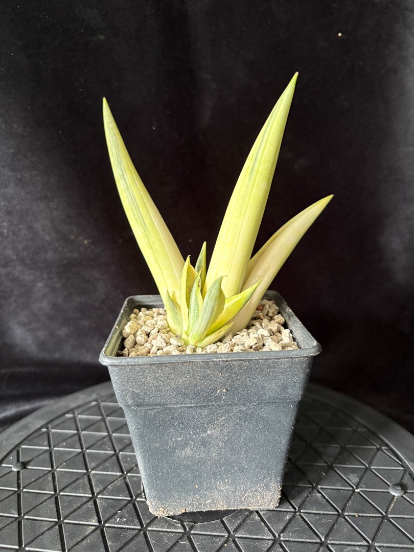 Very RARE Sansevieria Boncel White Variegated with Pup, Furniture ...