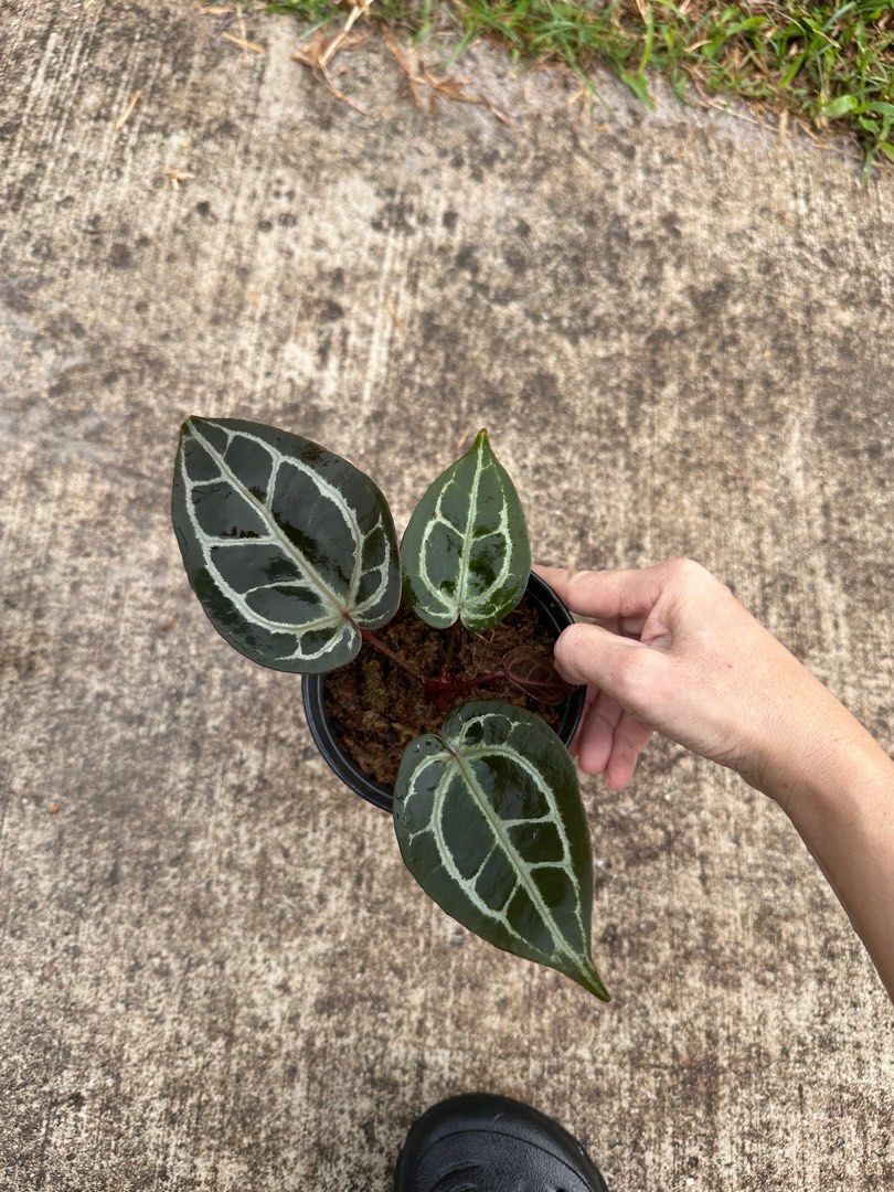 Anthurium Red Tiger, Furniture & Home Living, Gardening, Plants & Seeds ...