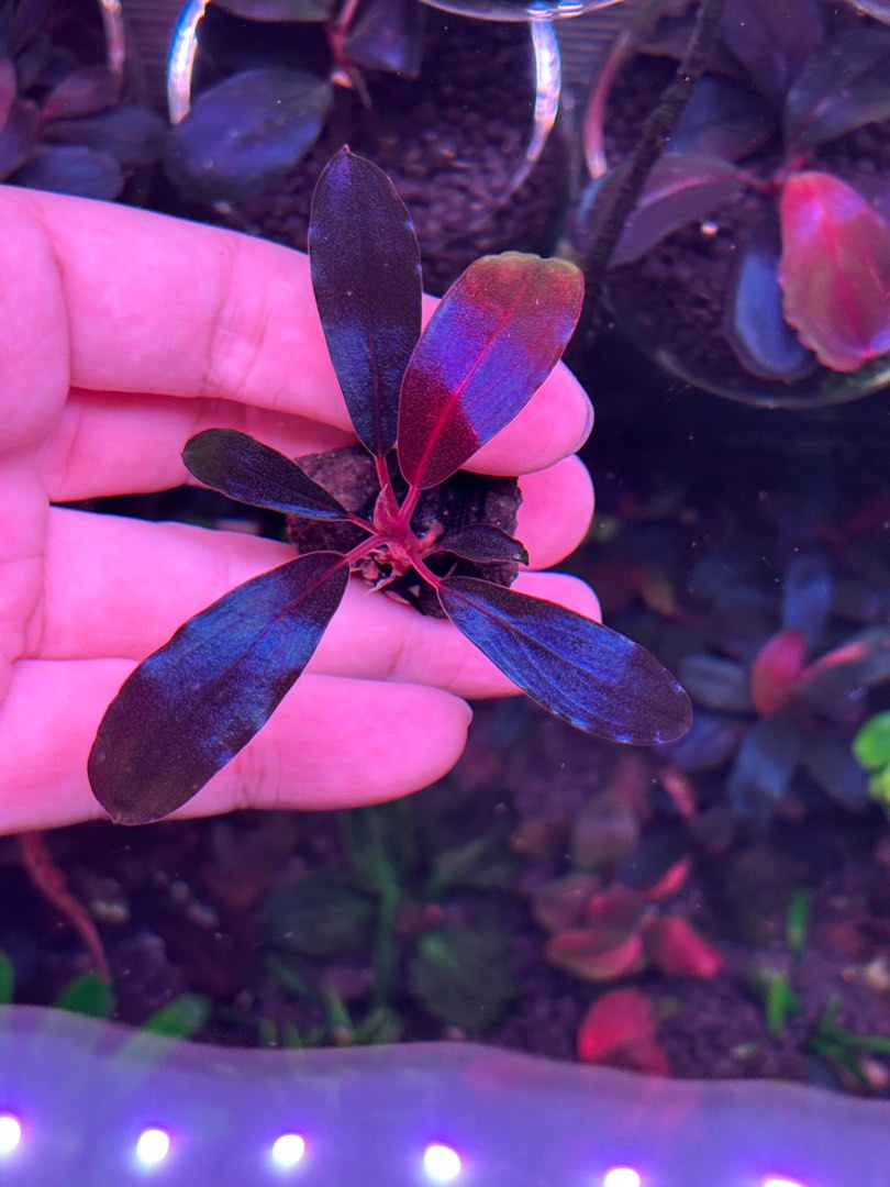 Bucephalandra Plant - Black Angel, Furniture & Home Living, Gardening ...
