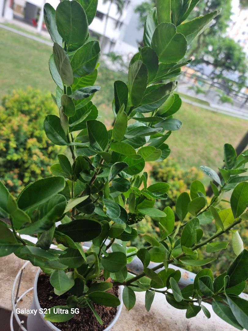 Citrus limon Thai Sweet Lome Meyer Lemon Plant Pot 14cm Height 30-45cm STRICTLY No NEgo No MRT ...