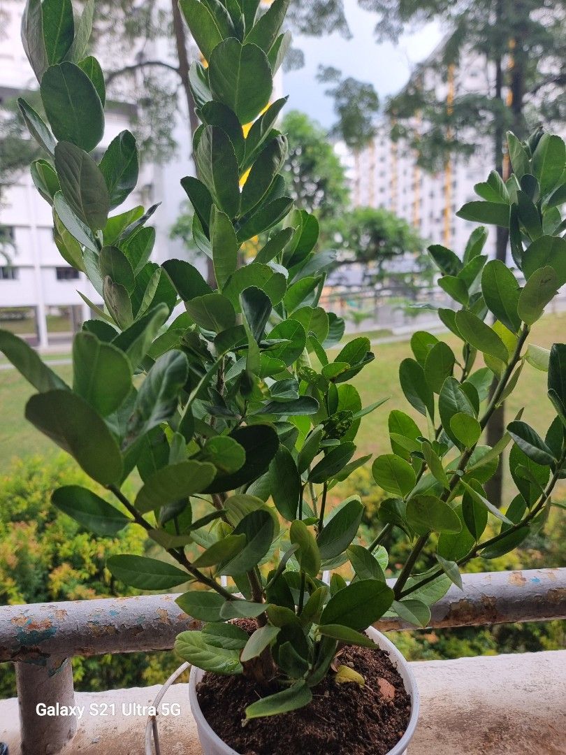 Citrus limon Thai Sweet Lome Meyer Lemon Plant Pot 14cm Height 30-45cm STRICTLY No NEgo No MRT ...