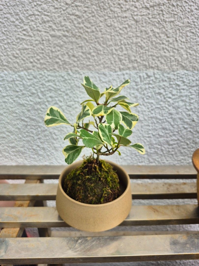 Variegated Ficus Triangularis Kodedama, Furniture & Home Living ...