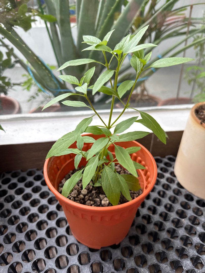 Thai basil plant in pot, Furniture & Home Living, Gardening, Plants ...