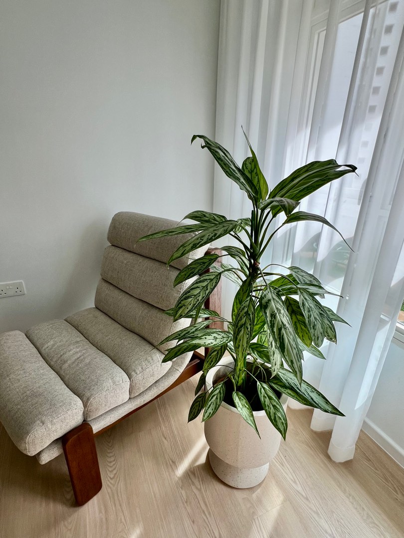 1.3M tall real plant with artistic pot, Furniture & Home Living ...